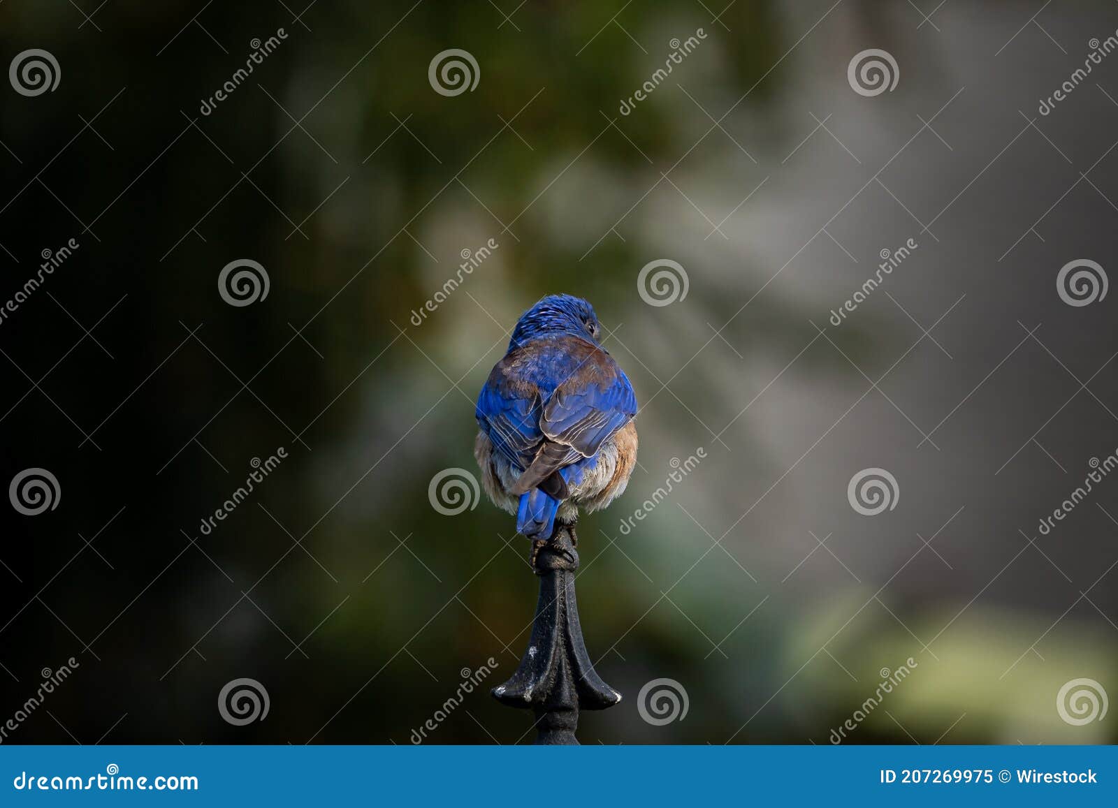 Back View of a Beautiful Blue Bird Stock Image - Image of wing, bird ...