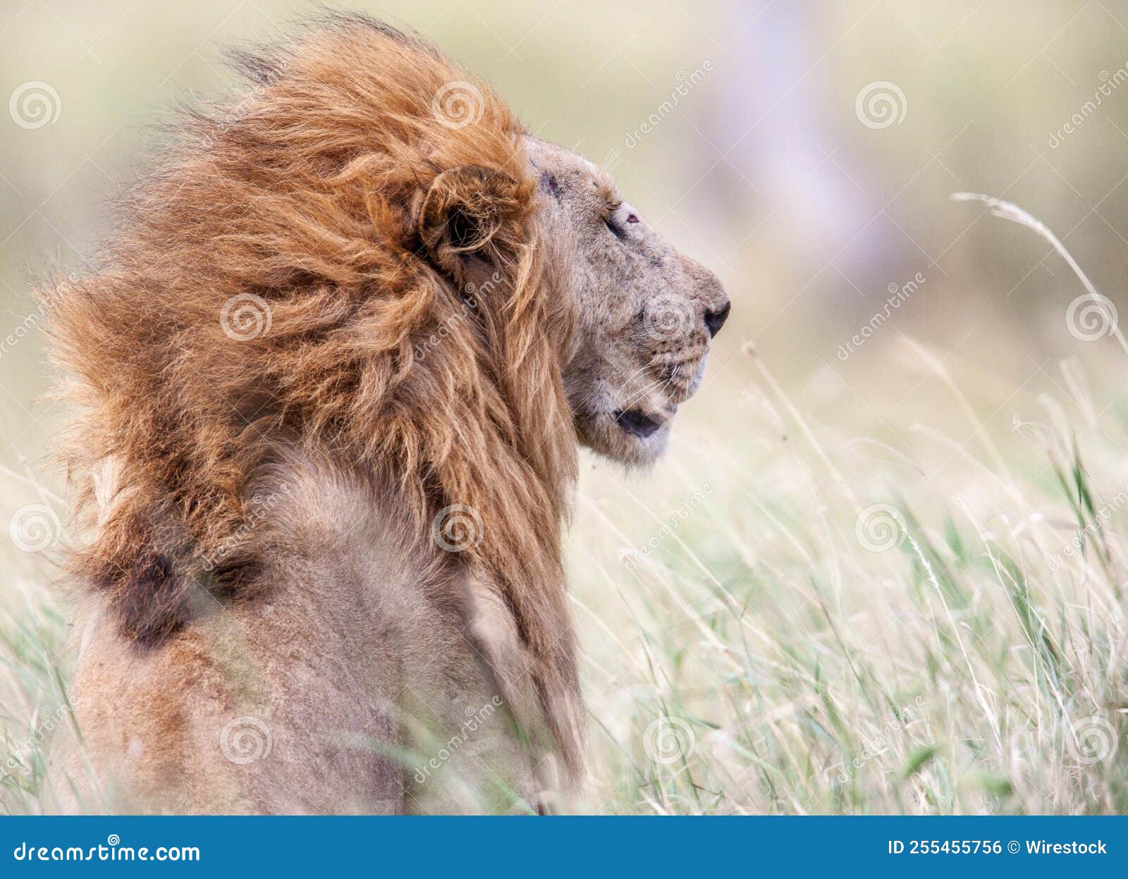 Back View of a Beautiful Lion in the Wilderness Stock Photo - Image of ...