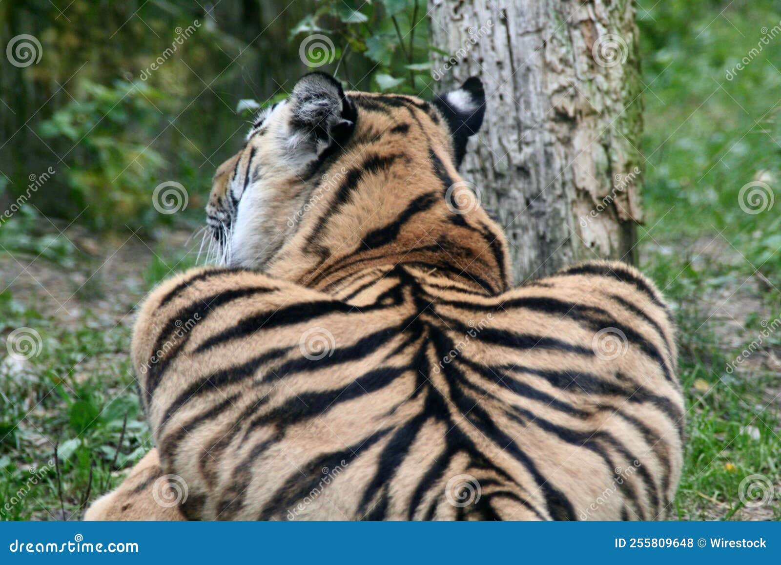 Back View of a Beautiful Striped Tiger on a Field Stock Photo - Image ...