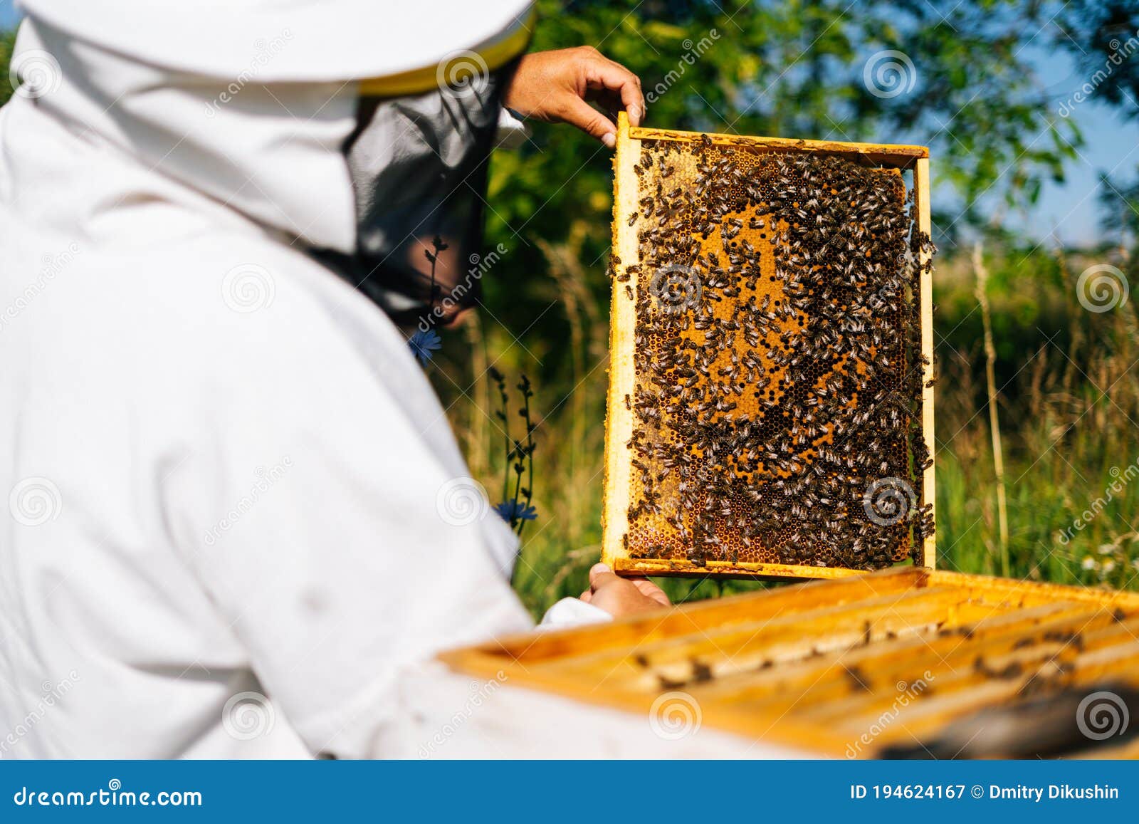Back View of Beekeeper Checking Honeycomb Full of Bees on Frame To ...