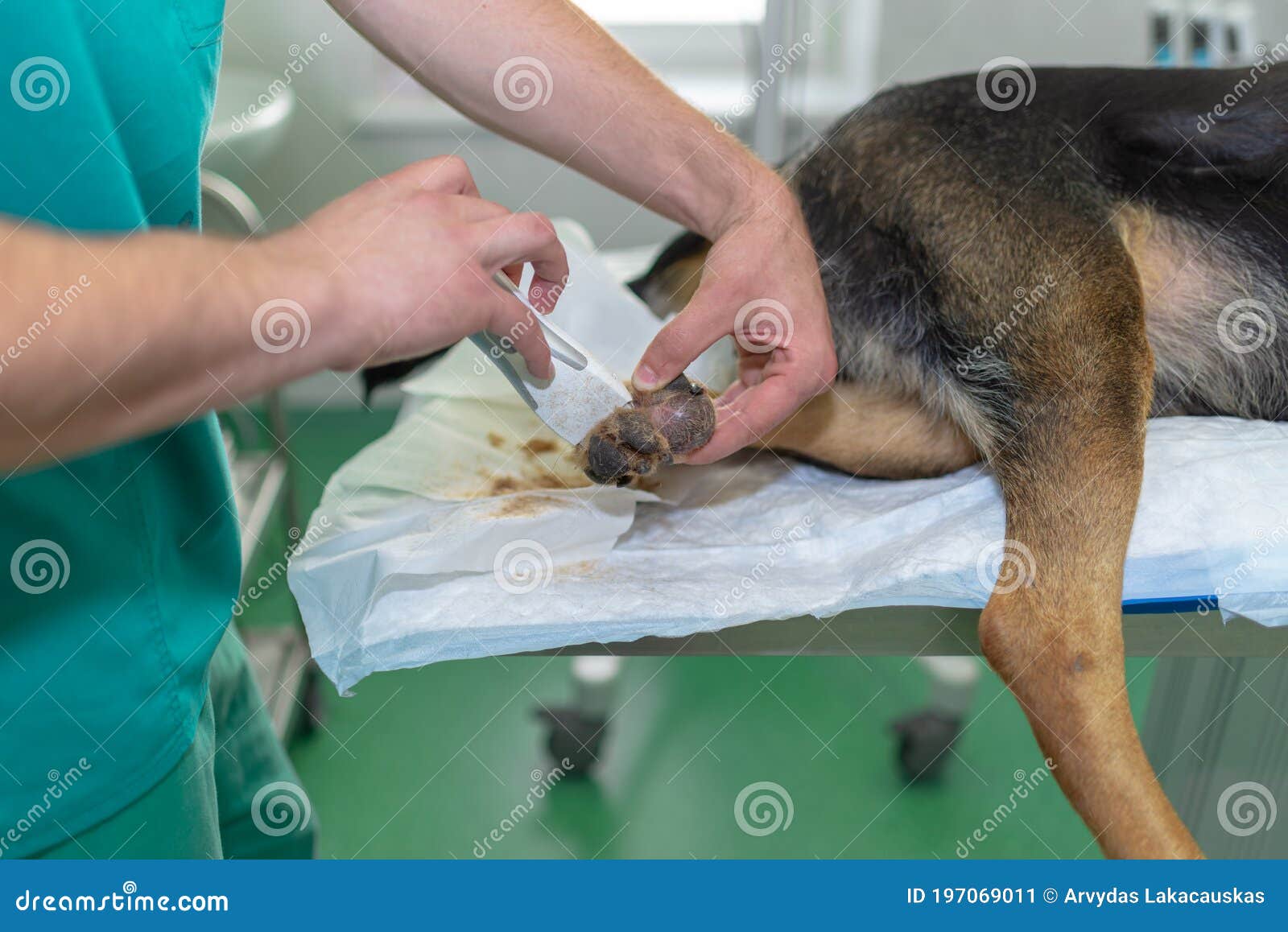 Back View Big Tumor On The Leg Of A Dog German Shepherd Stock Image ...
