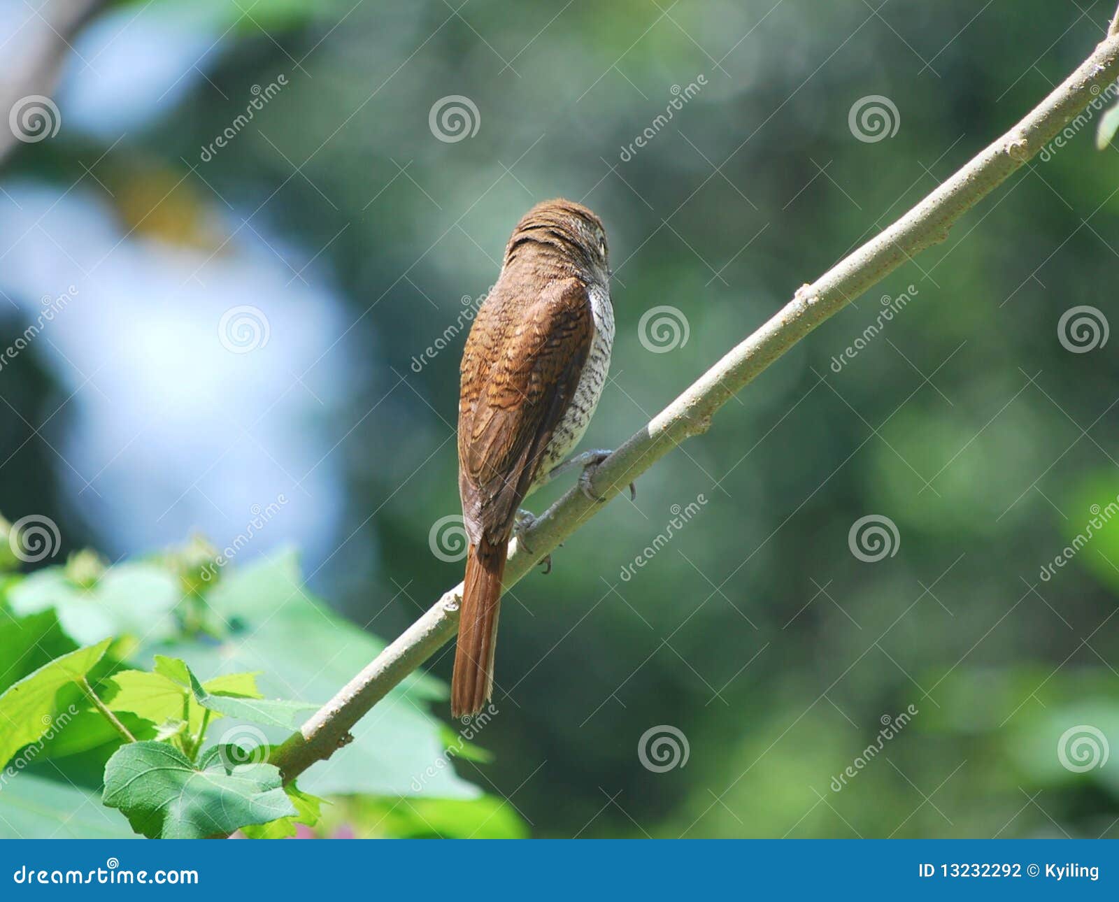 Back view of a bird stock photo. Image of aviary, back - 13232292