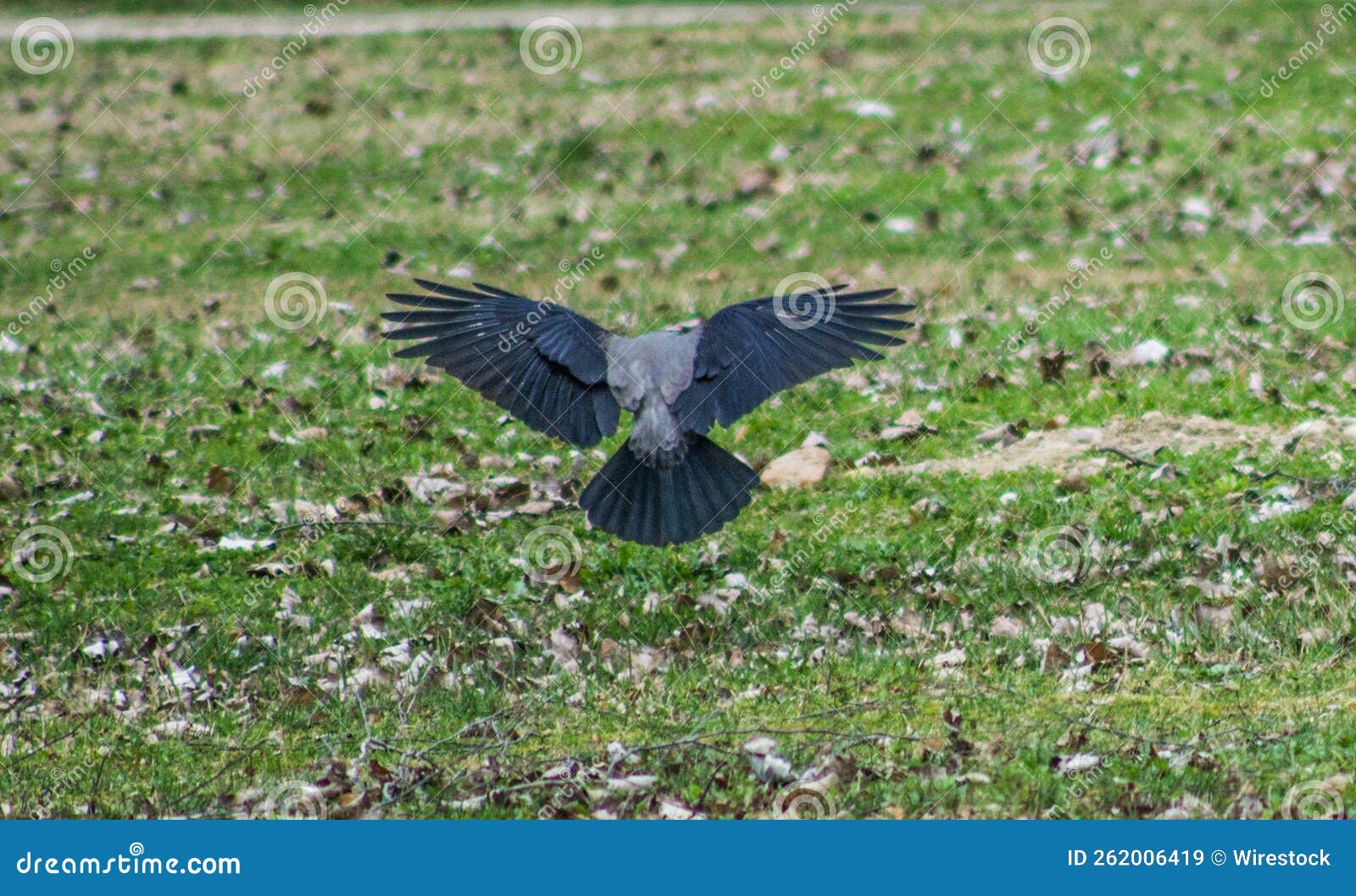 Back View of a Black Crow Flying Over the Field Stock Image - Image of ...