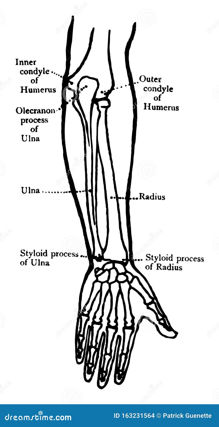 Two Bones Of Forearm - Radius And Ulna. Part Of Human Skeleton ...