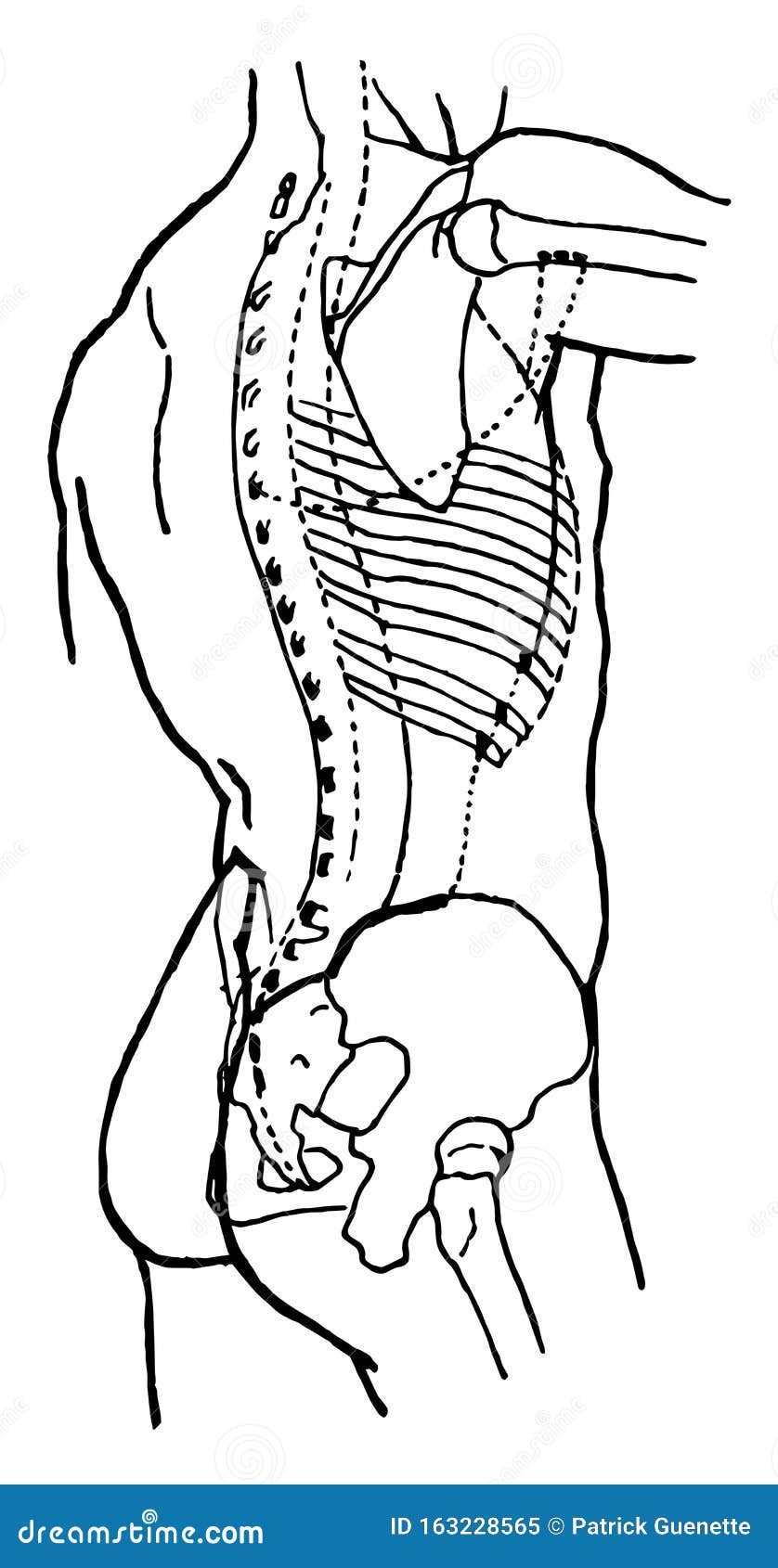 Back View of the Bones of the Trunk, Vintage Illustration Stock Vector ...