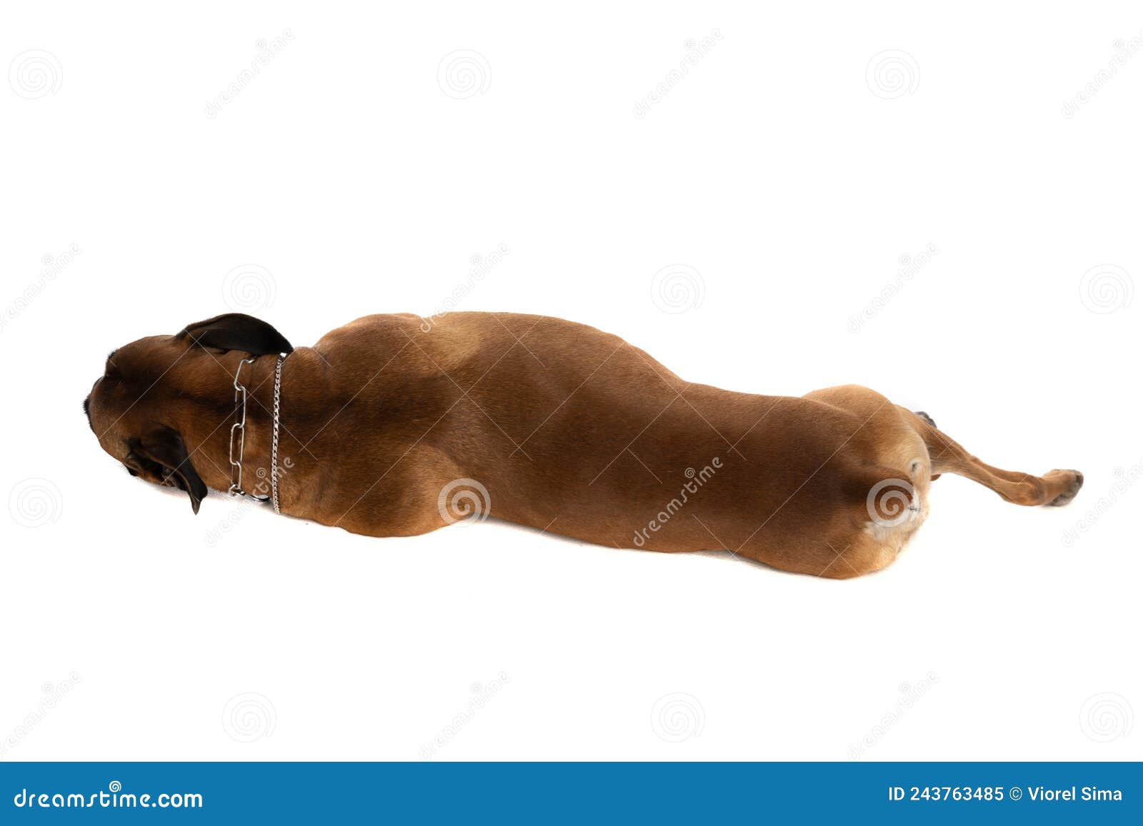 Back View of Boxer Dog with Collar Rolling and Laying Down Stock Image ...
