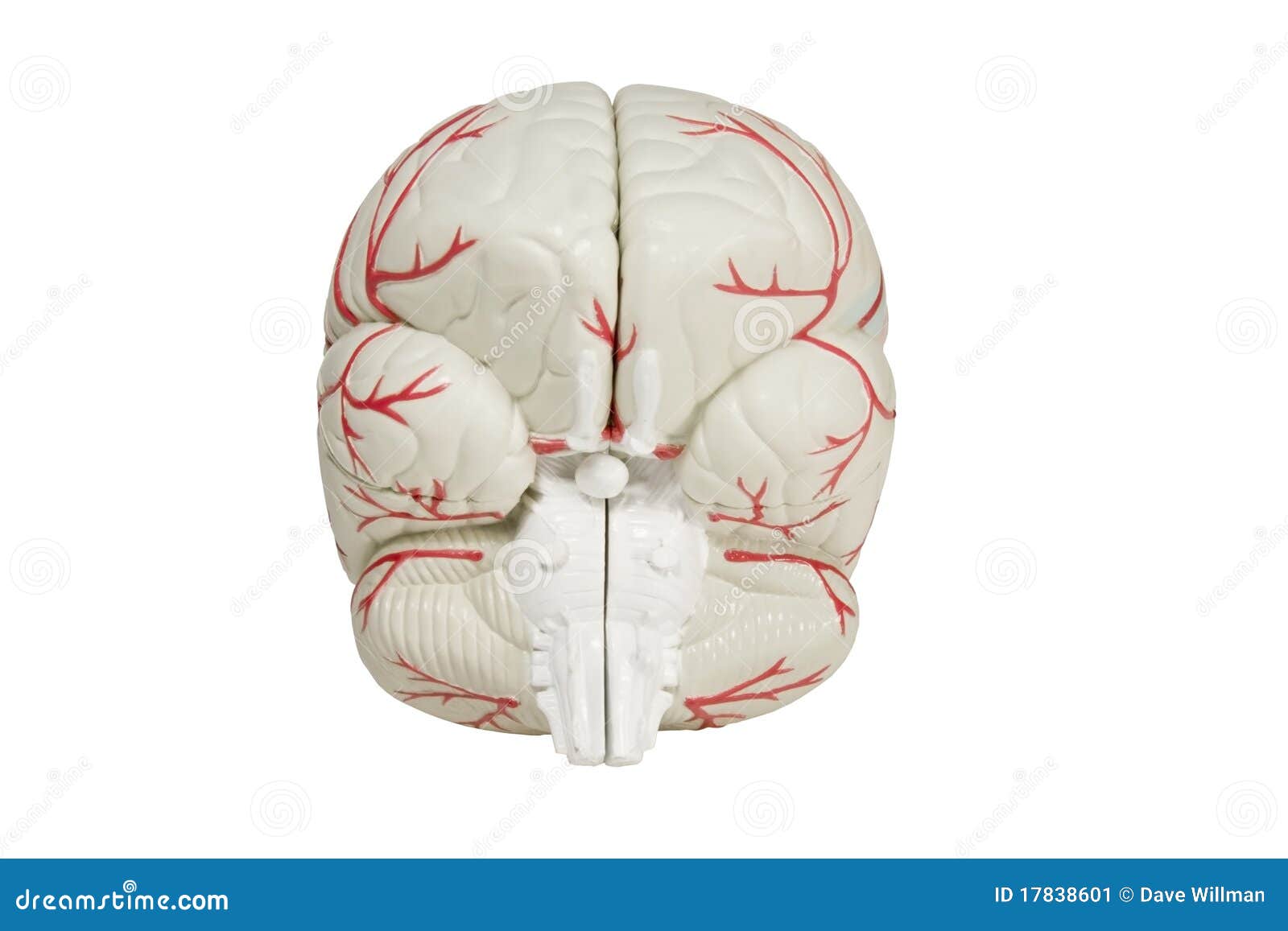 Back View Brain Model Isolated Stock Image - Image of thinking, stem ...