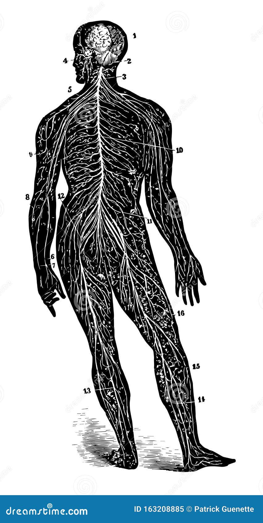 Brain And Spinal Cord Drawing