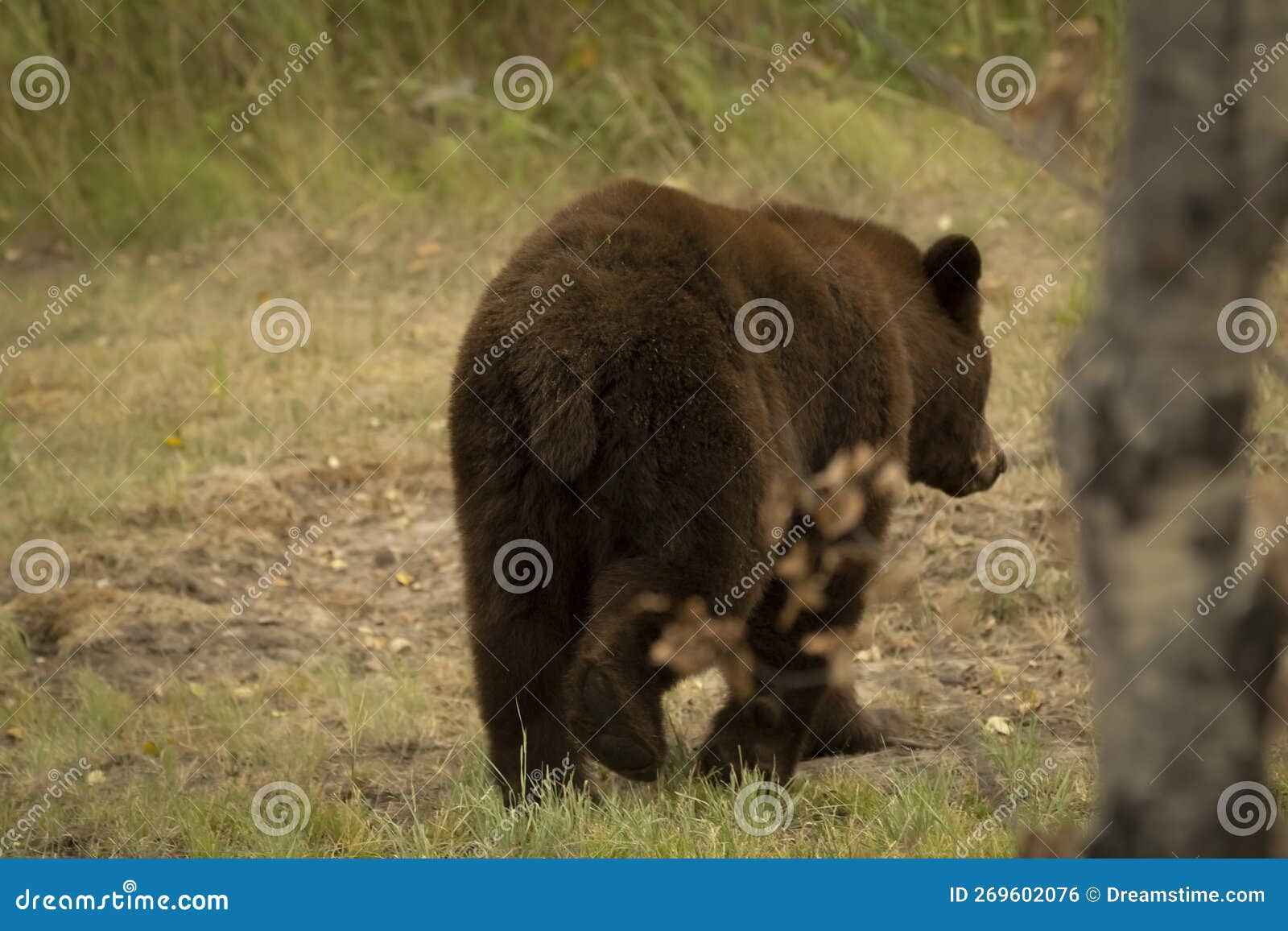 Back View of the Brown Bear Walking Away in the Forest Stock Photo - Image of brown, park: 269602076