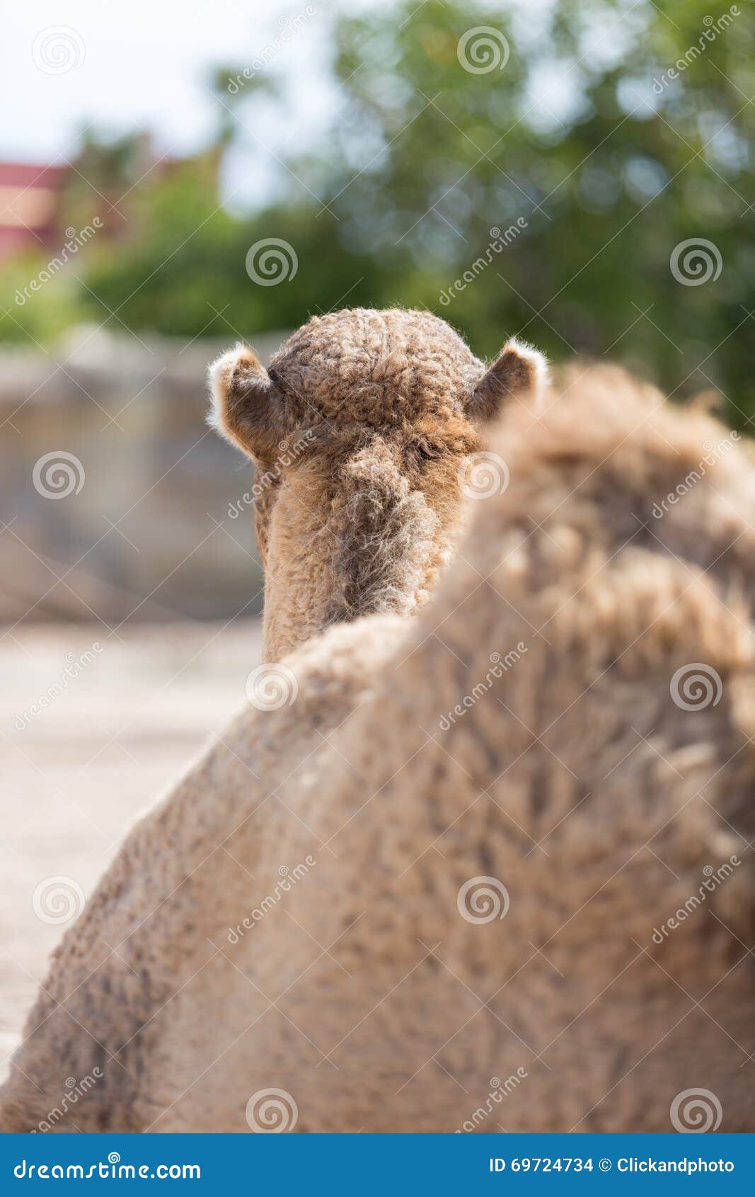 Back view of brown camel stock photo. Image of safari - 69724734
