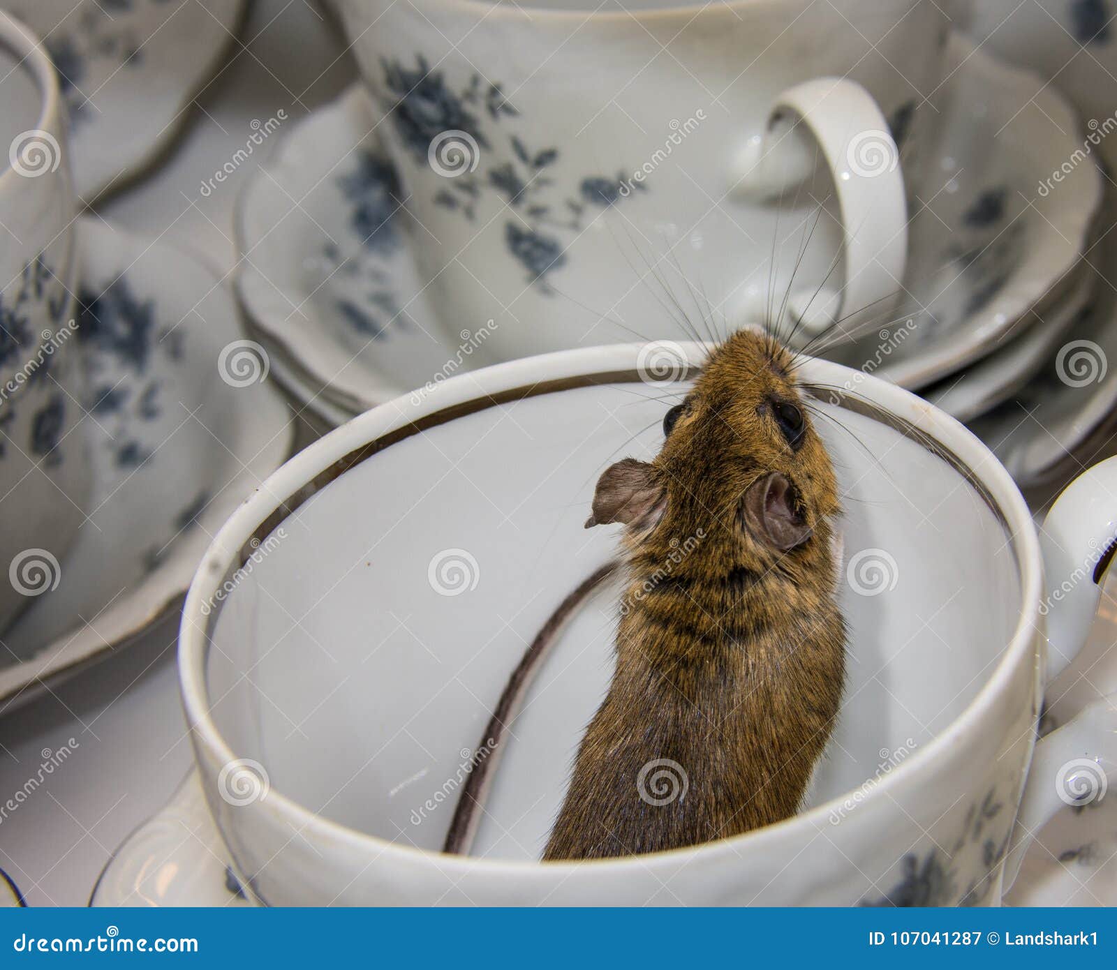 Back View of a Brown House Mouse in the Bottom of a White China Cup ...