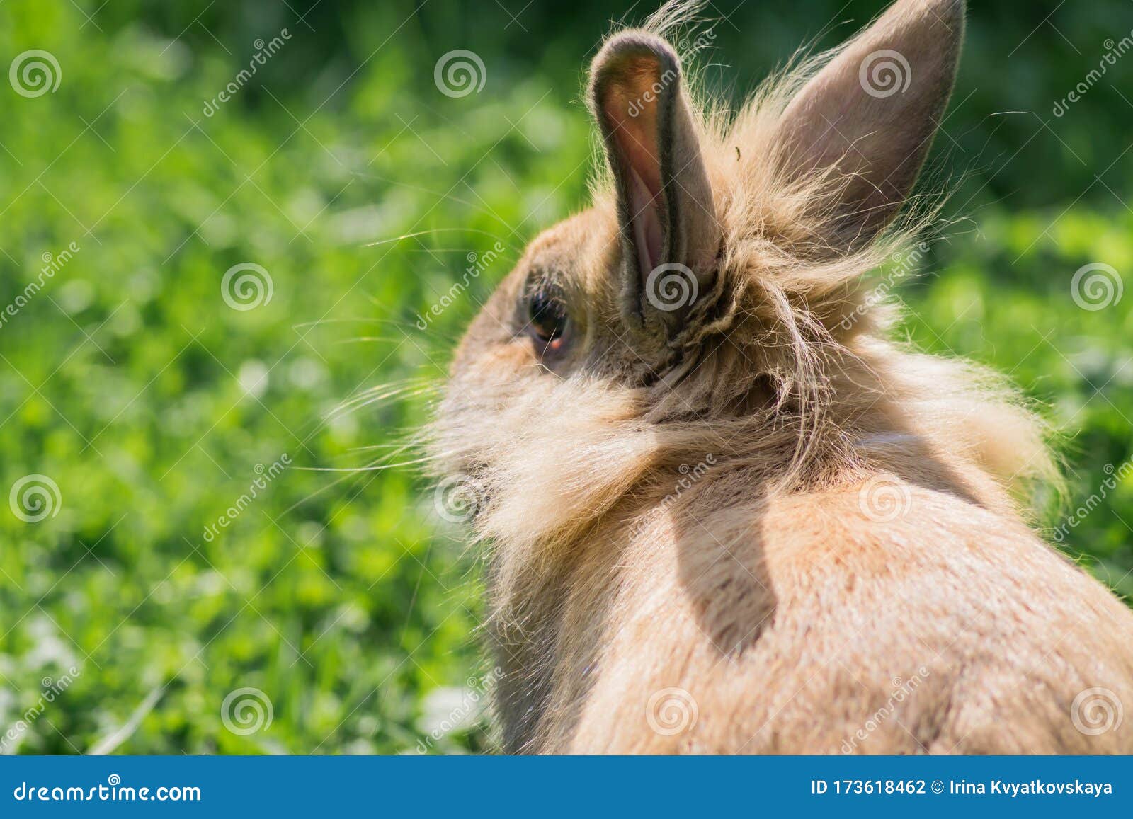 Back View of Brown Rabbit Outdoors Stock Photo - Image of mammal ...