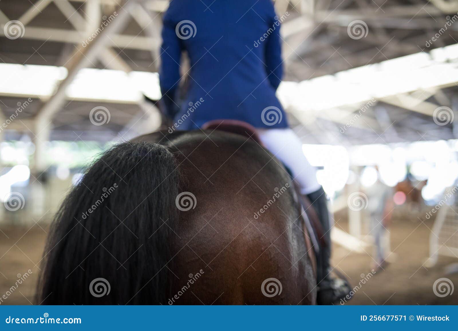 Back View of a Brown Training Horse with an Equestrian in a Blue ...