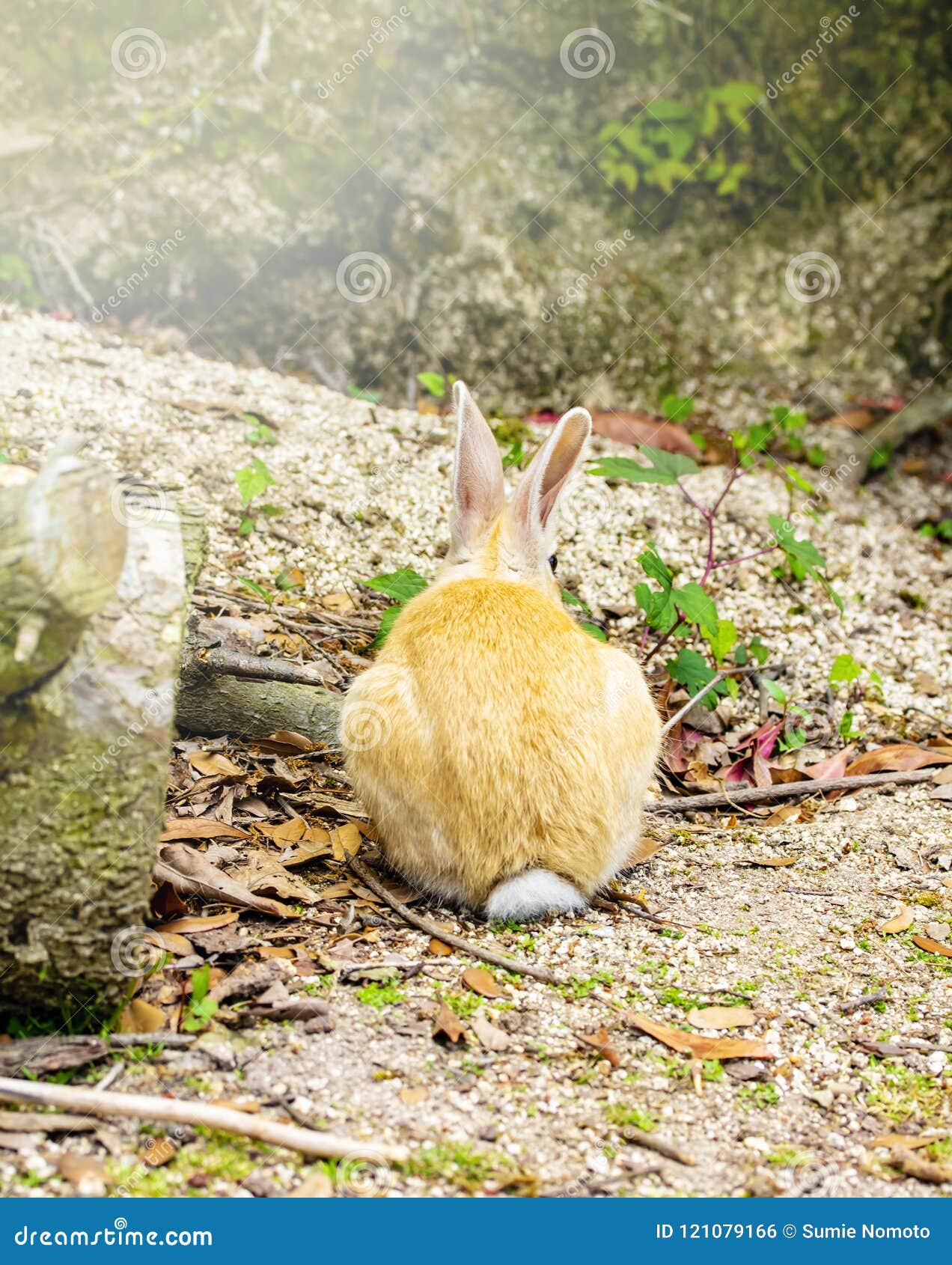 The Back View of a Rabbit in the Ground. Stock Photo - Image of ...