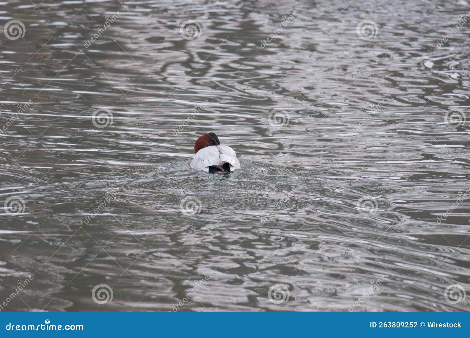 Back View of Canvasback Swimming in Gray Water Stock Photo - Image of ...