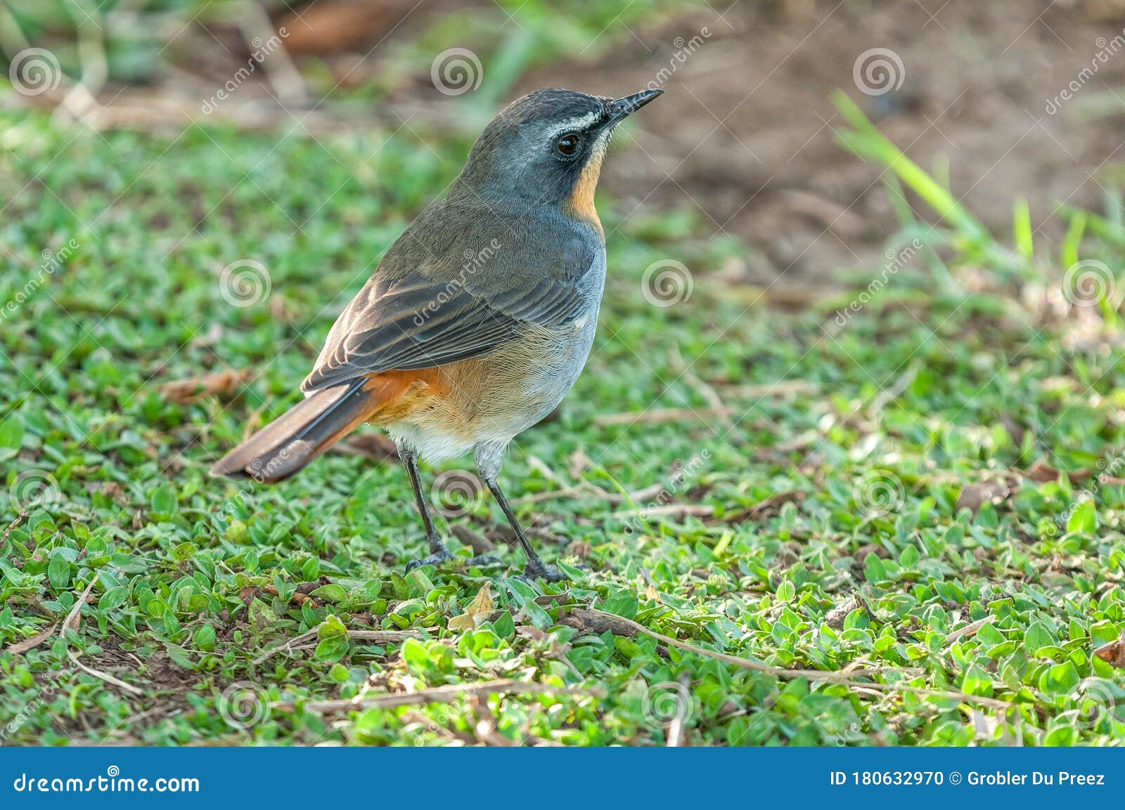 Back-view of a Cape Robin-Chat, Cossypha Caffra Stock Photo - Image of ...