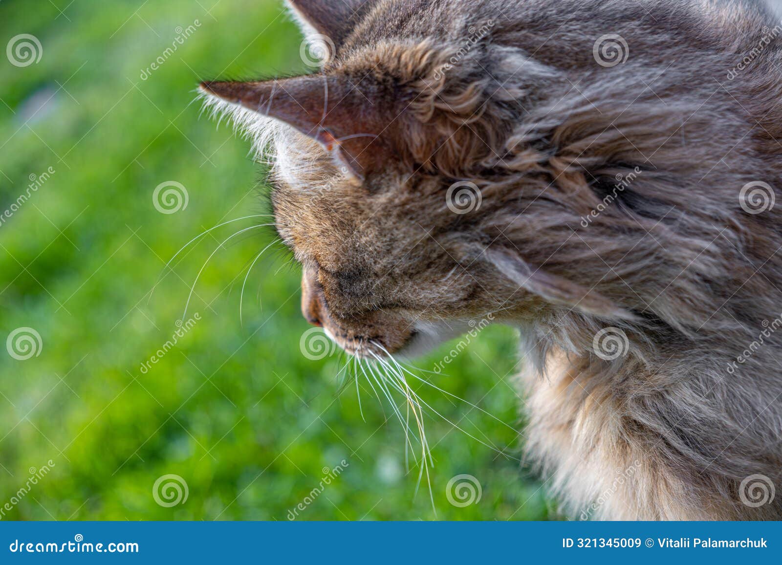 Back View of a Cat during the Day Stock Image - Image of mammal, kitten ...