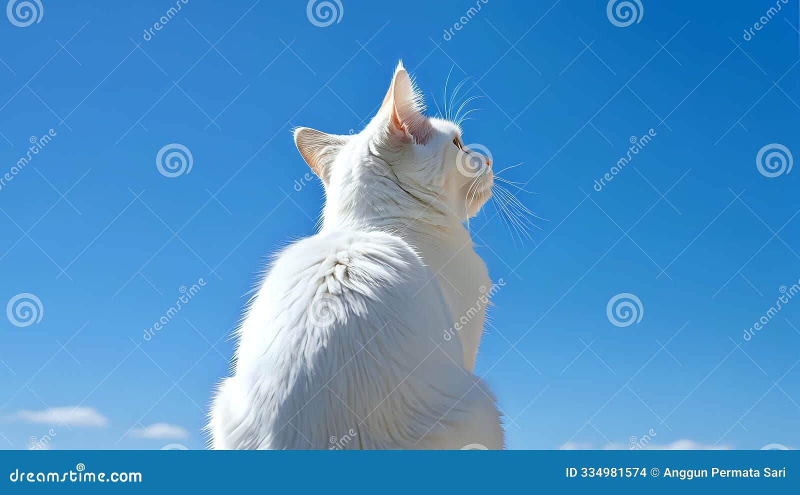 Back View of a Cat Looking Up at the Clear Blue Sky, Capturing a Serene ...