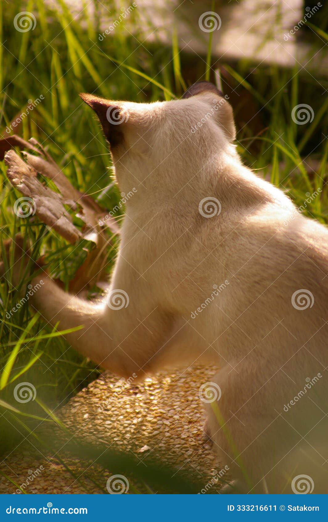 The Back View of a Cat Playing with Dry Leaves Stock Image - Image of ...