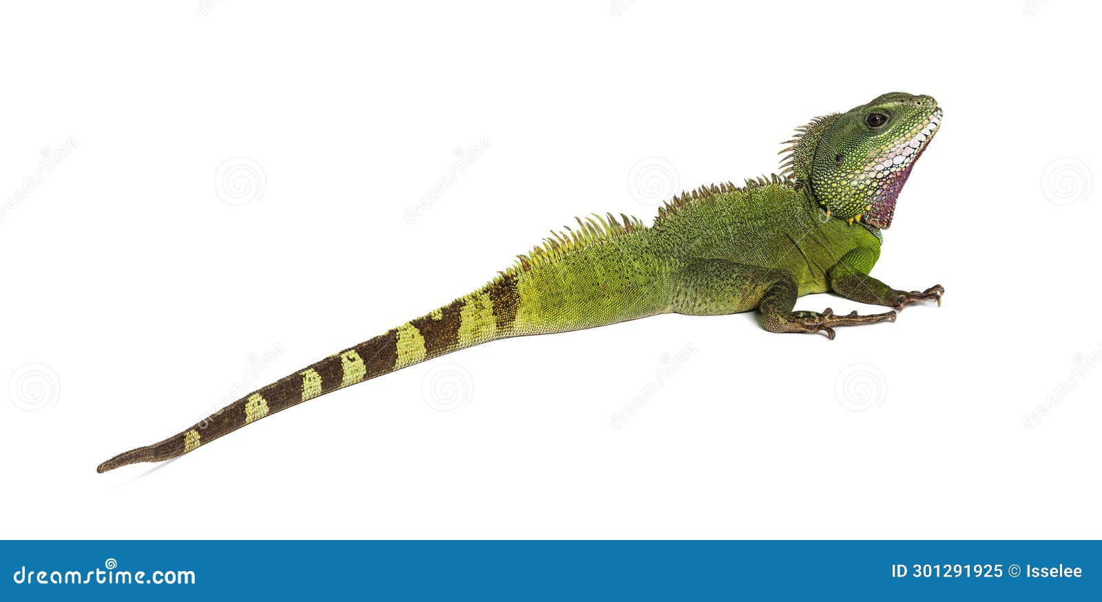 Back View of a Chinese Water Dragon Looking Back at the Camera ...