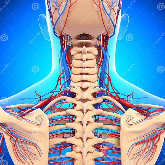 Back View of Circulatory System of Human Head Stock Illustration ...
