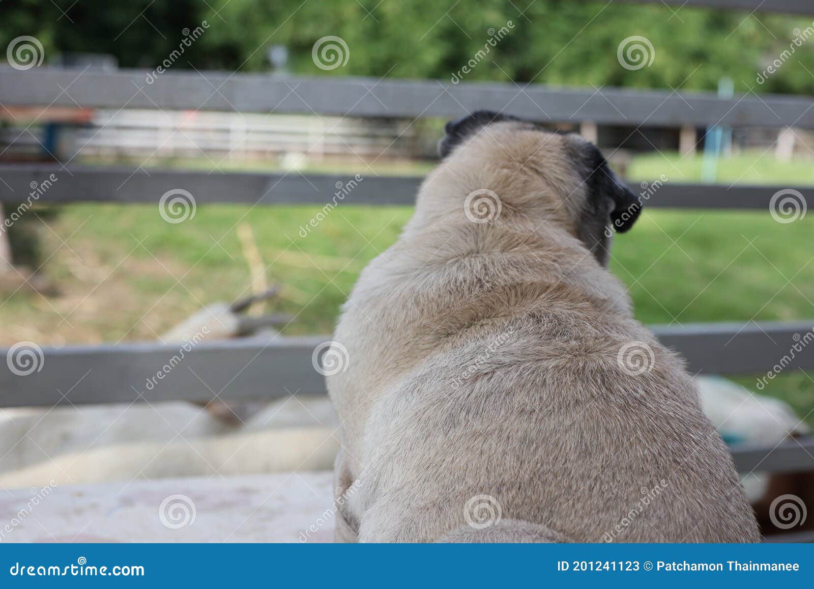 Back View, Close-up, Brown Hair, Chubby Pug Sitting at the Table Stock ...
