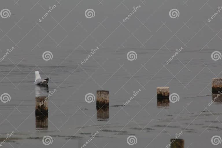 Back View of Common Gull Floating in the Lake Stock Image - Image of ...