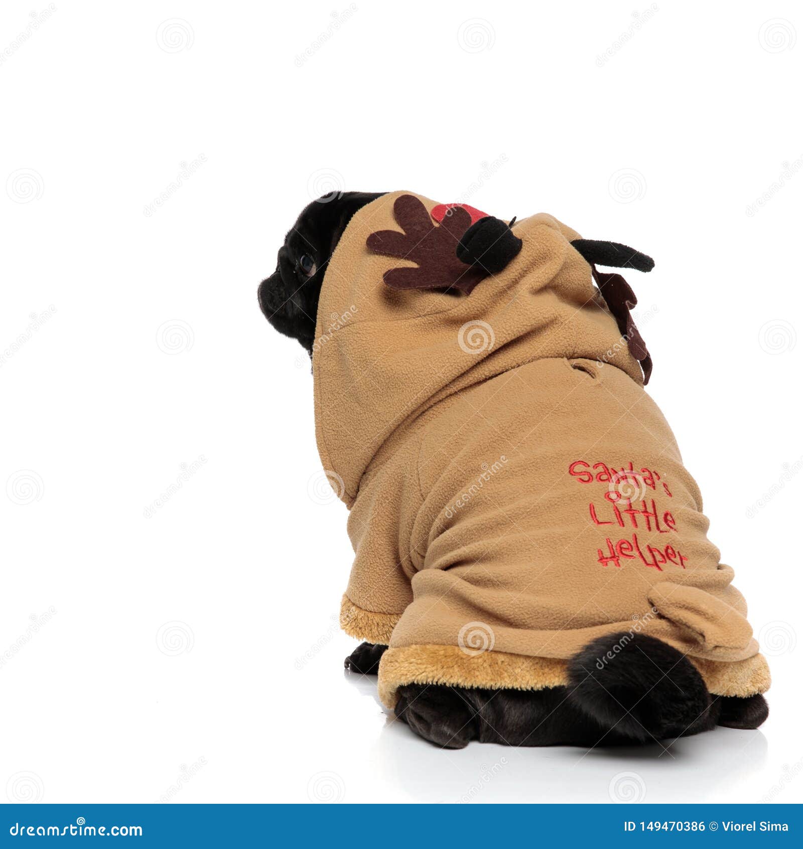 Back View of a Concerned Pug Curiously Looking Sideways Stock Photo ...