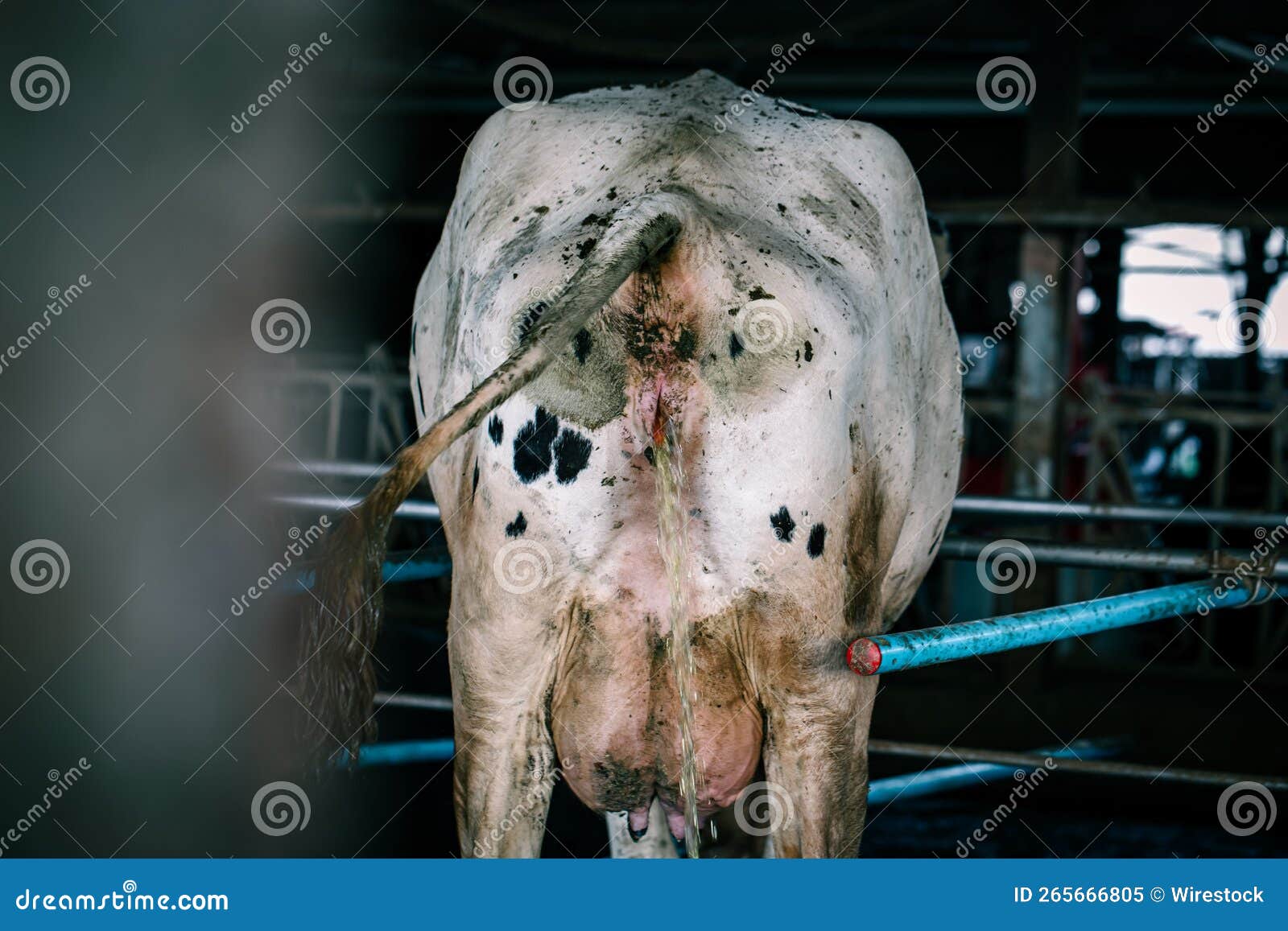 Back view of cow in cabin stock image. Image of grazing - 265666805