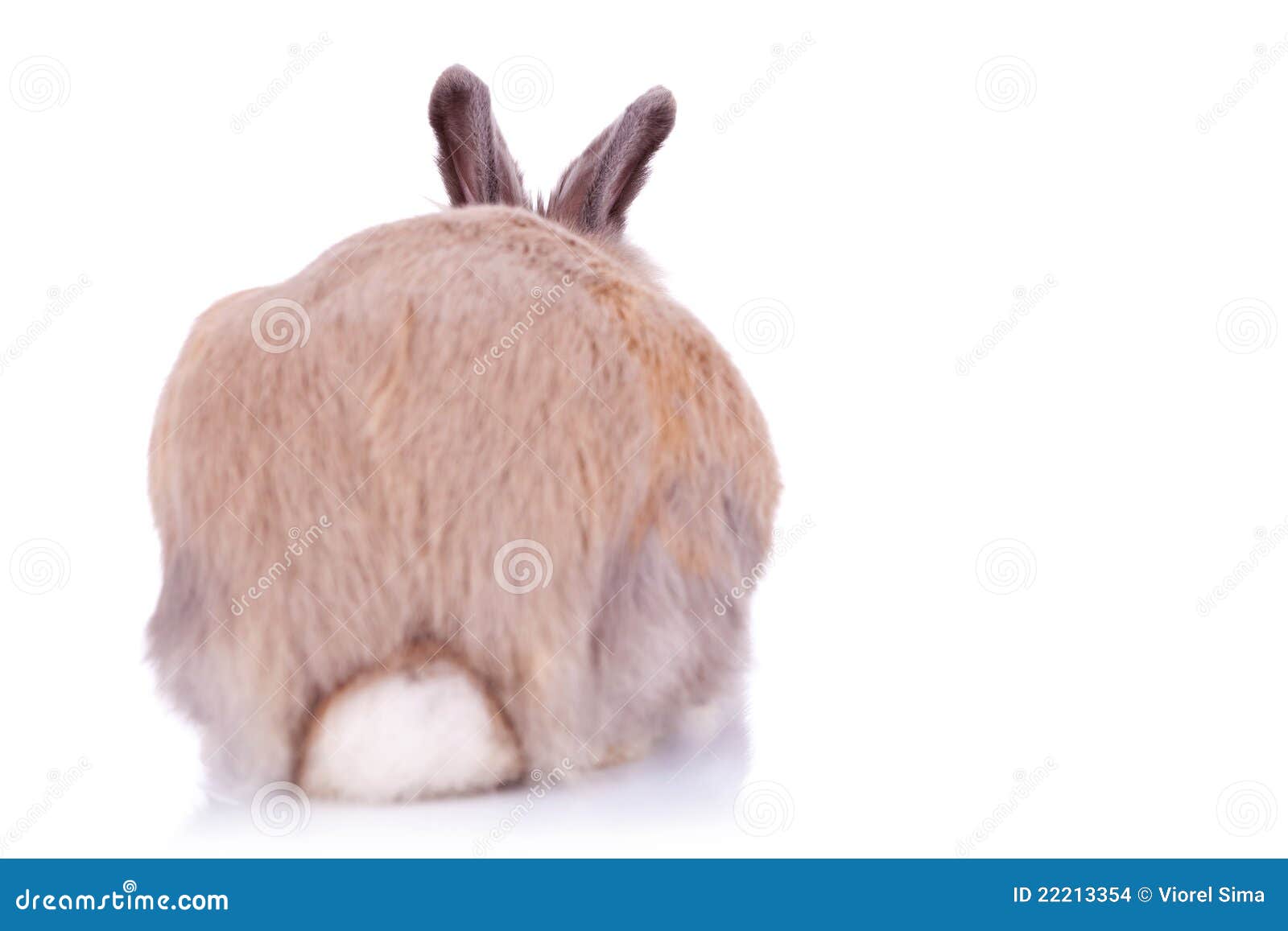 Back View of a Cute Brown Little Rabbit Stock Photo - Image of whiskers ...