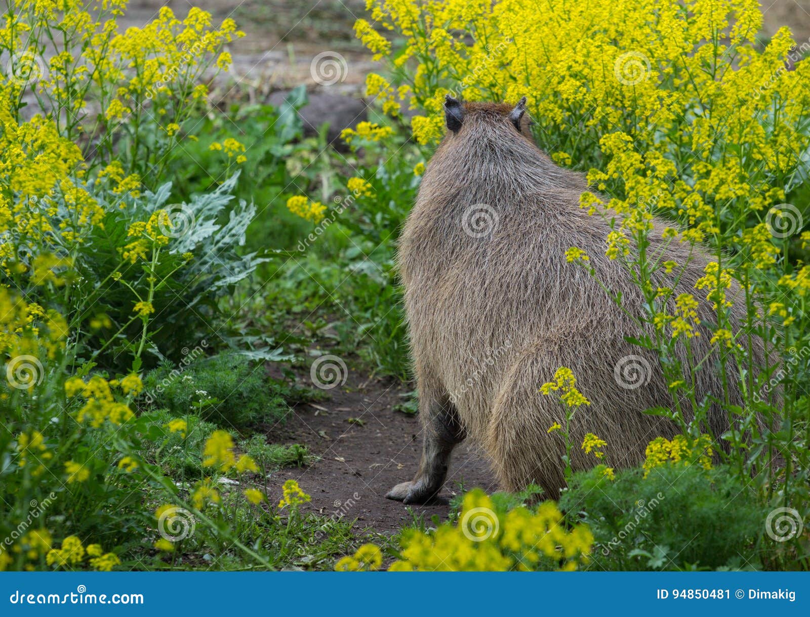 Back View of Cute Capybara Sitting on the Field Stock Image - Image of ...