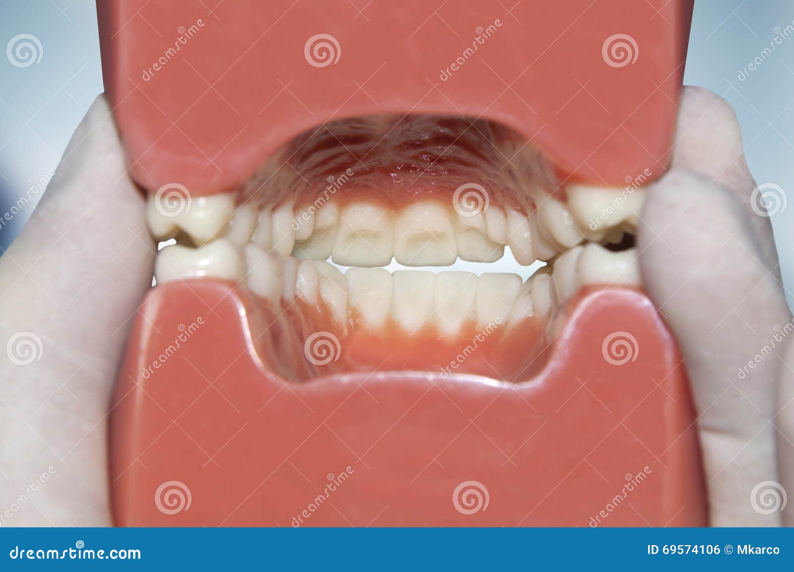 Back view of dental model stock photo. Image of oral - 69574106