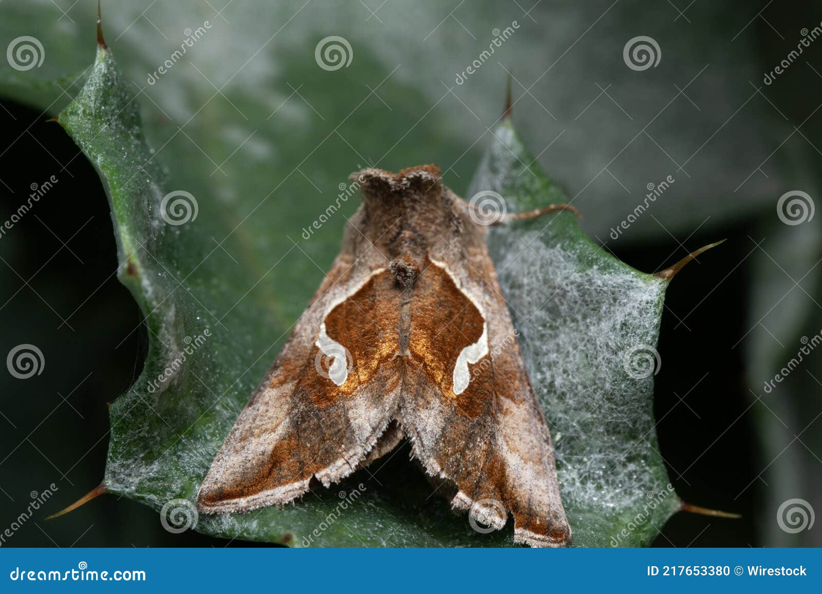 Back View of a DewickÃ¢Â€Â™s Plusia Moth Perched on a Green Leaf Stock ...