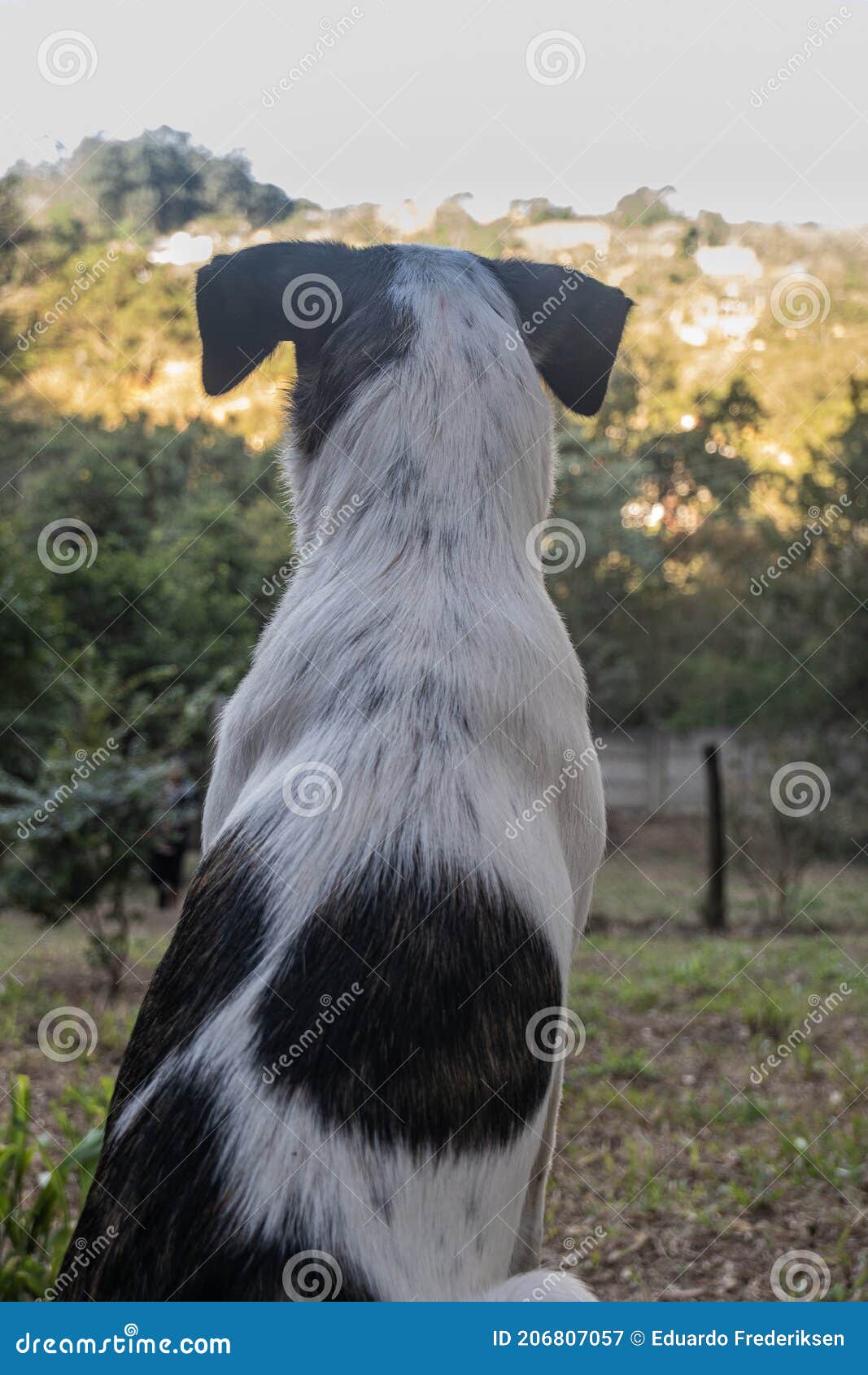 Back View Dog Looking at the Sunset Stock Image - Image of farm, back ...