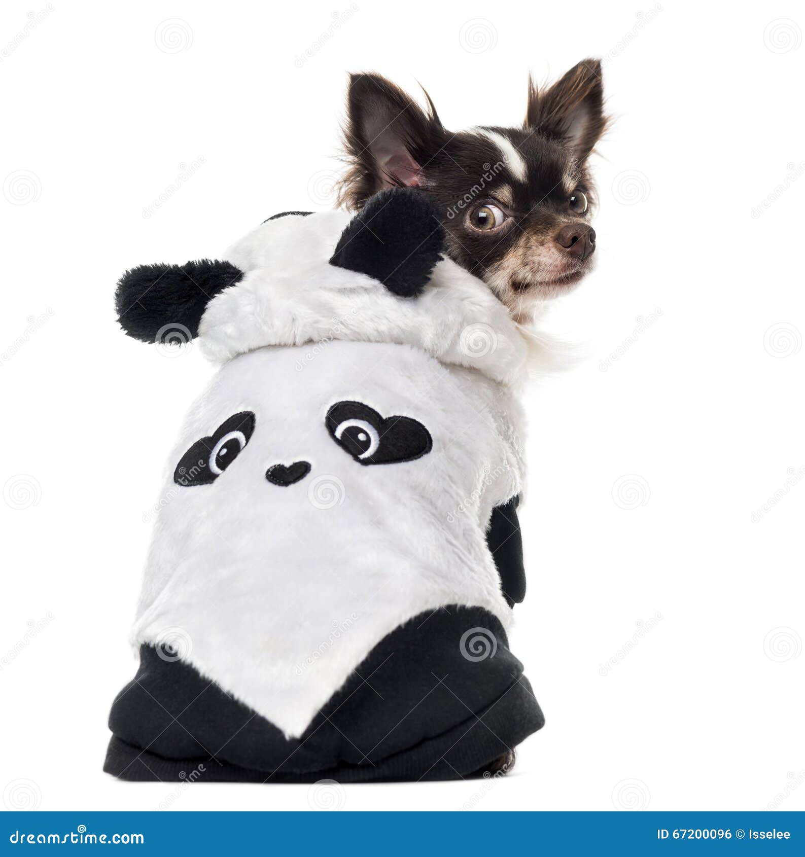 Back View of a Dressed Chihuahua Stock Photo - Image of studio, cute ...