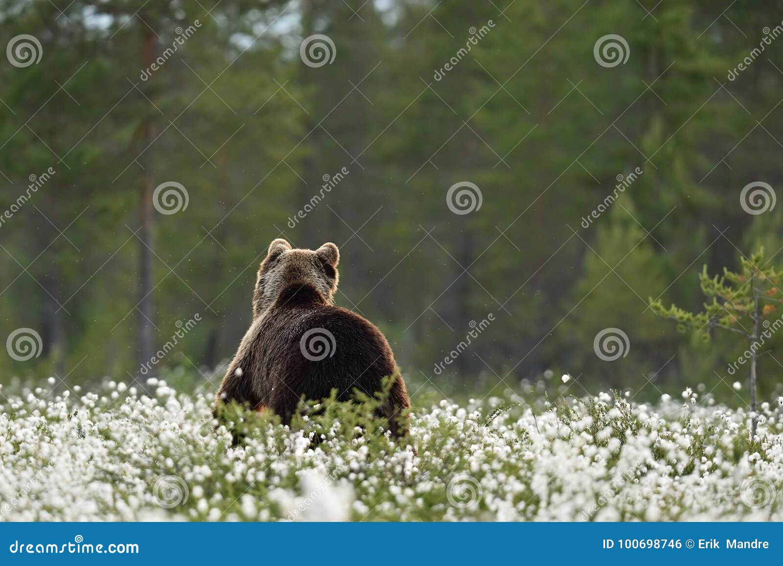 Back View of European Brown Bear Stock Photo - Image of watching, back ...