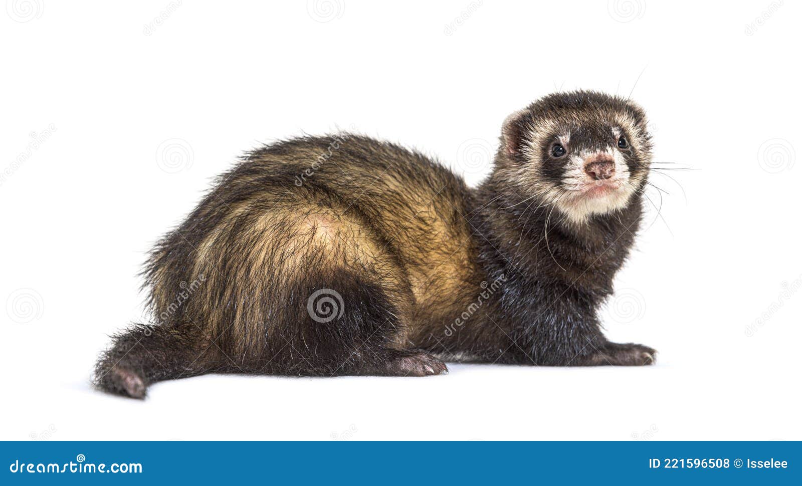 Back View of a European Polecat Looking Back, Isolated, Ferret Stock ...