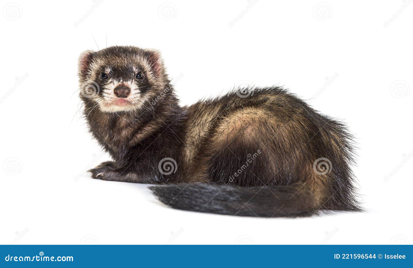 Back View of a European Polecat Looking Back. Wild Ferret Stock Photo ...