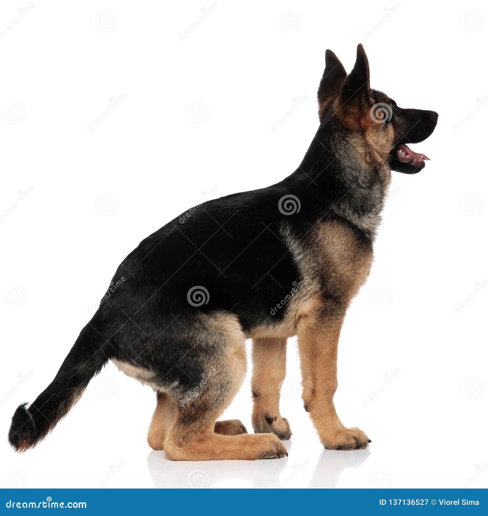 Back View of Excited German Shepard Looking Up To Side Stock Image ...