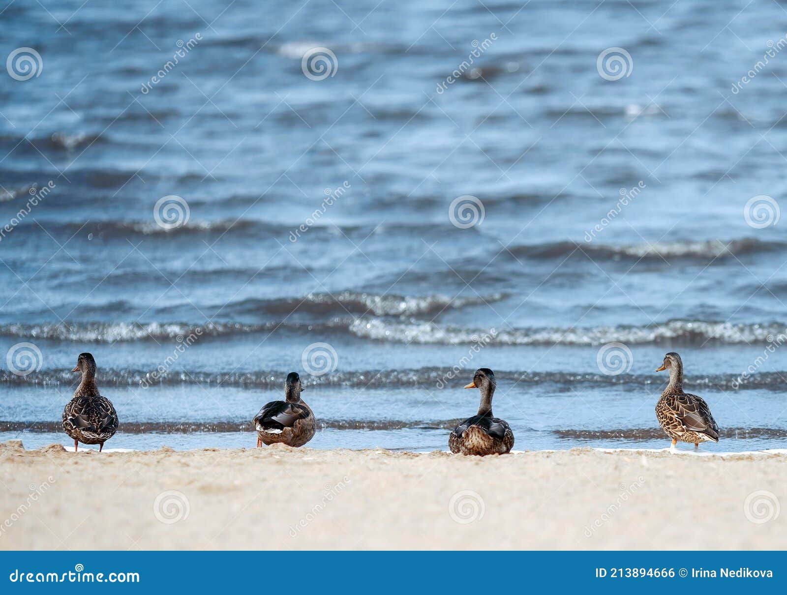 Back View of a Flock of Wild Mallard Ducks Standing Infront Stock Photo ...