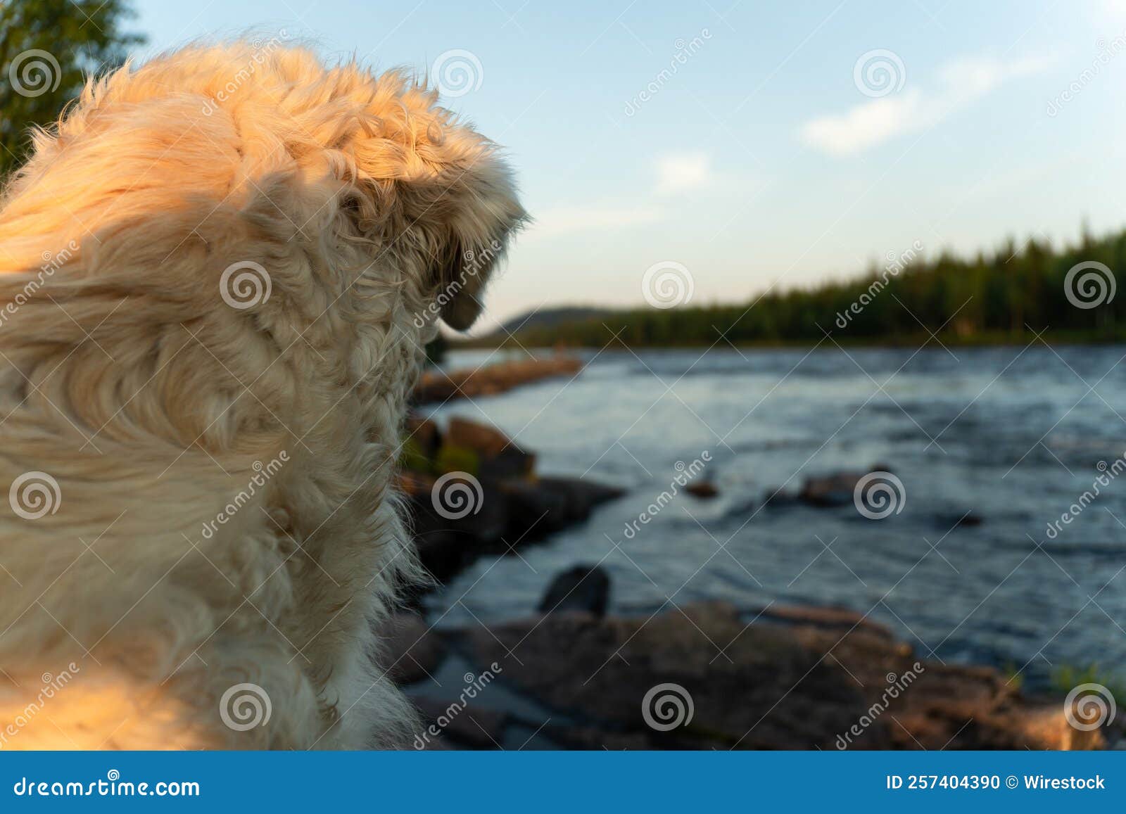 Back View of a Fluffy Golden Dog Looking Over a River Stock Photo ...