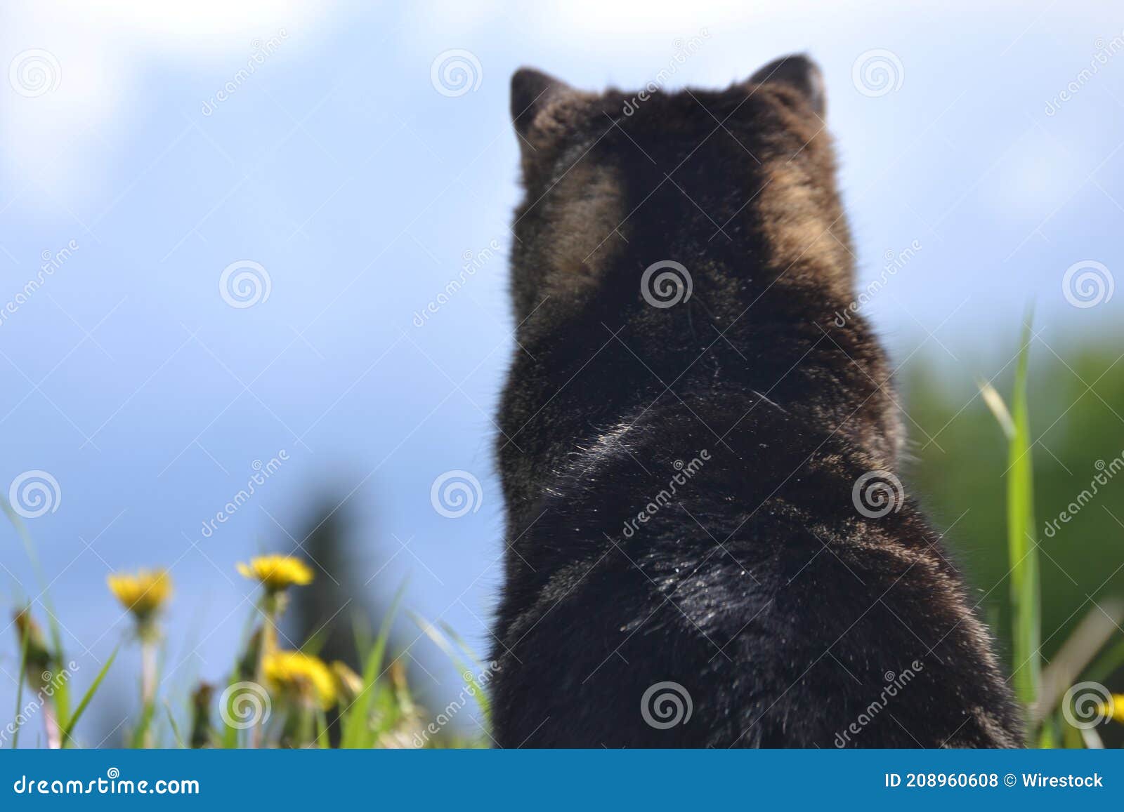 Back View of a Furry Cat in a Meadow Stock Photo - Image of looking ...