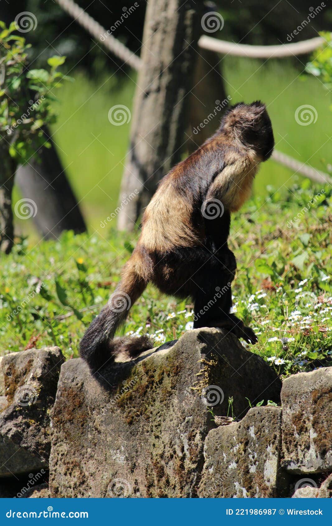 Back View of a Furry Monkey Standing on the Rock Stock Image - Image of ...