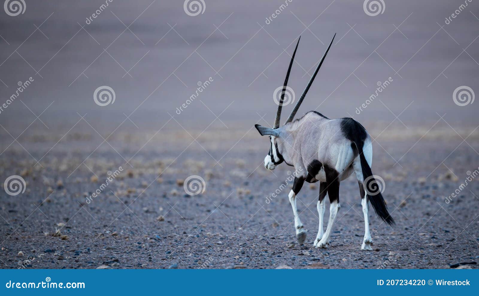 Back View of a Gemsbok on a Field Stock Photo - Image of gemsbok, view ...