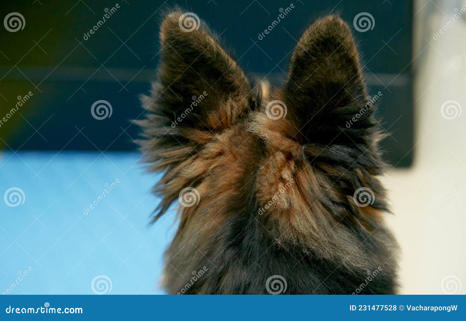 Back View of German Shepherd Dog Head Look and Wait for Owner in Room ...