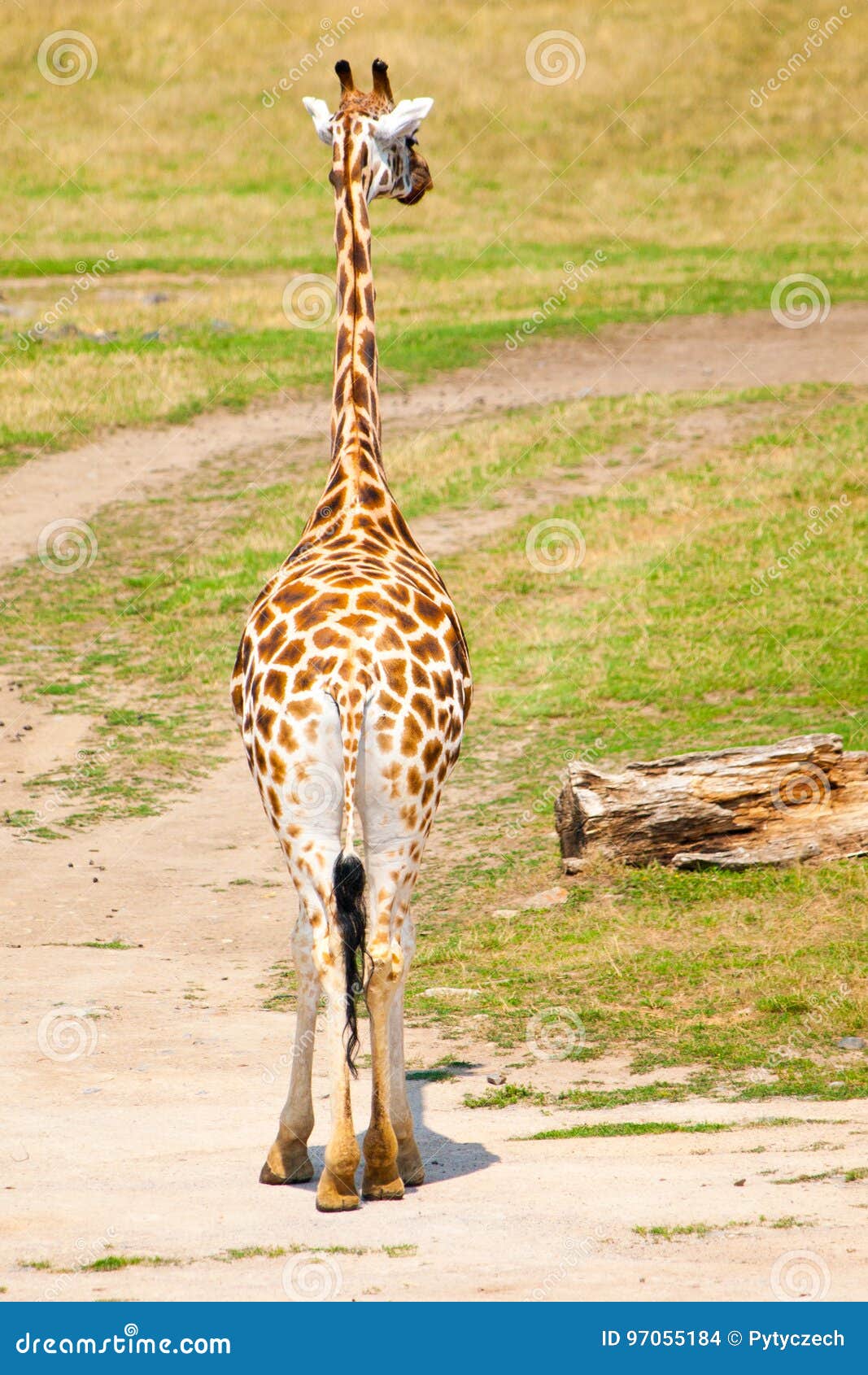 Back View of a Giraffe in Savanna, Africa Stock Photo - Image of ...