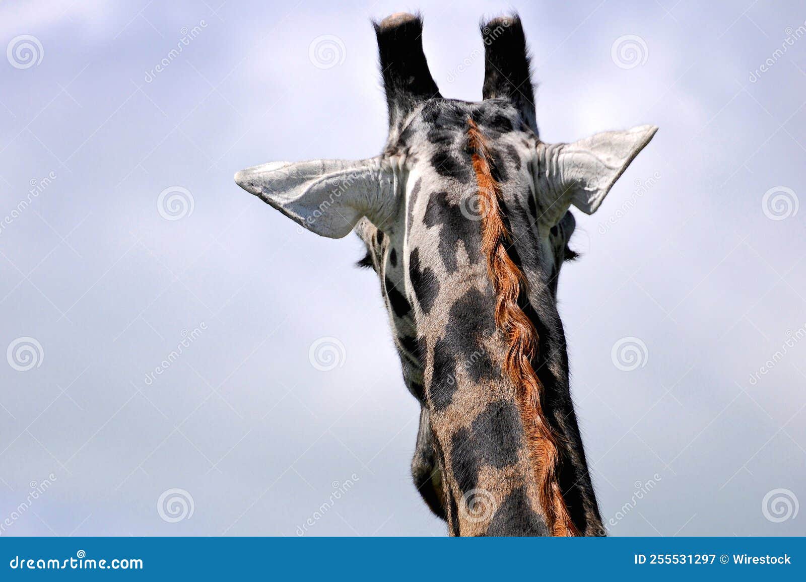 Back View of the Giraffe with a Sky Background Stock Image - Image of ...
