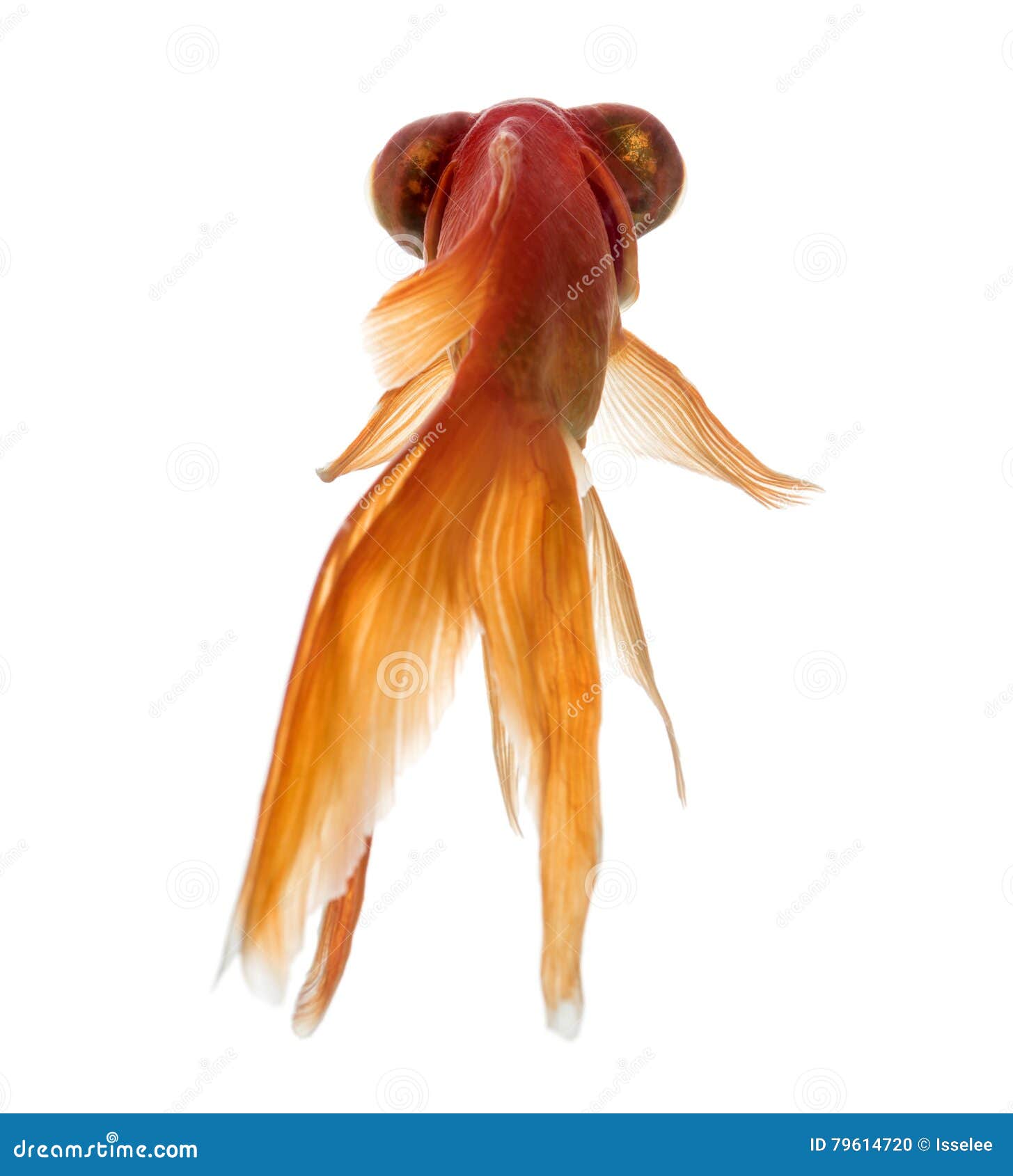 Back View of a Goldfish Islolated on White Stock Photo - Image of ...