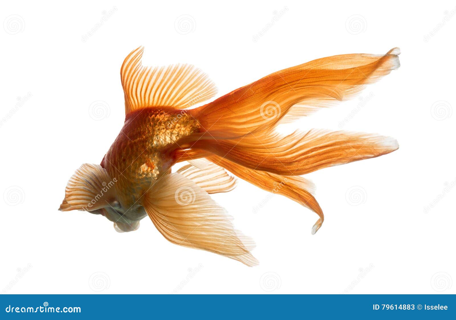 Back View of a Goldfish in Water, Islolated on White Stock Image ...