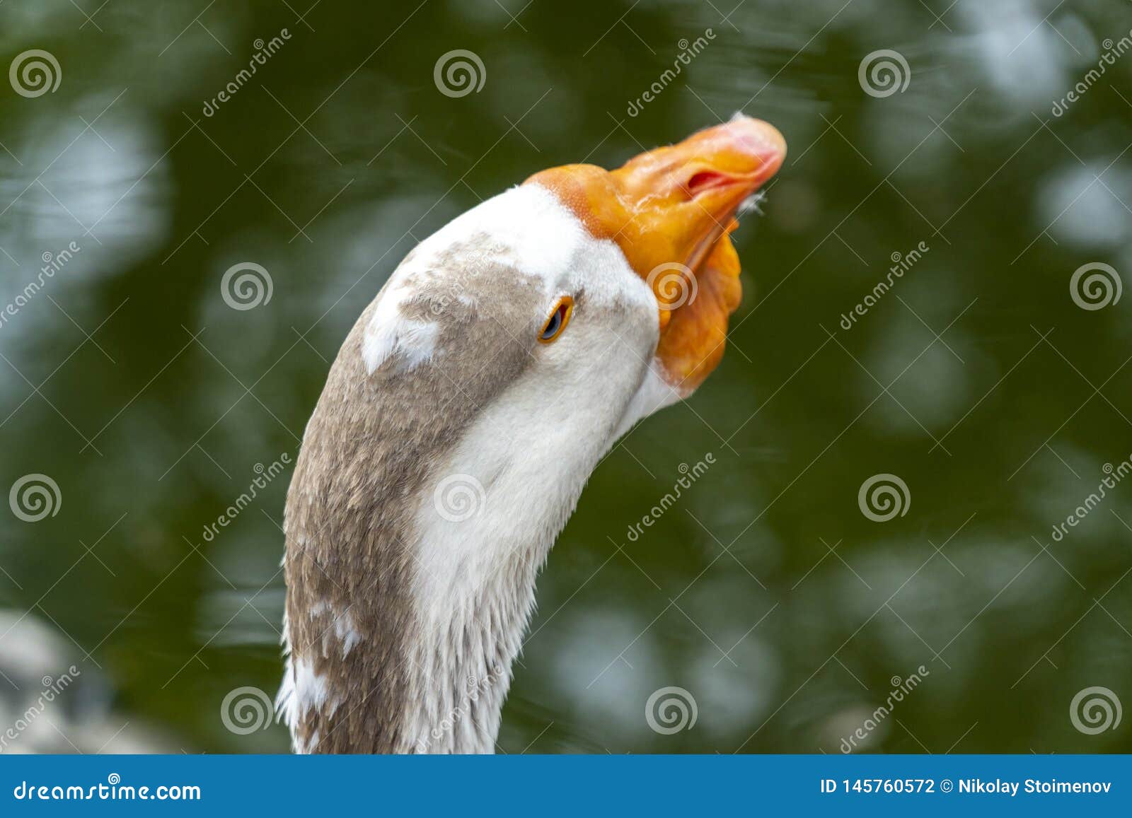 Back view of a goose head stock photo. Image of person - 145760572